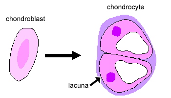 Lacuna Definition and Examples - Biology Online Dictionary