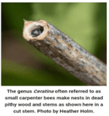 Pith - Definition and Examples - Biology Online Dictionary