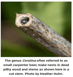 Pith - Definition and Examples - Biology Online Dictionary