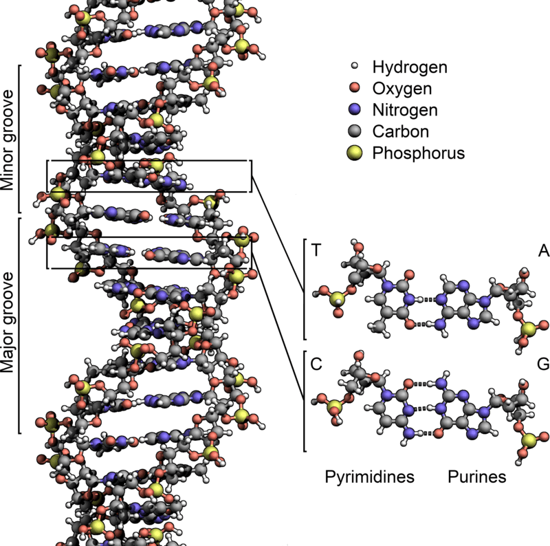 Nucleotide Definition Structure 3 Parts Examples