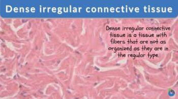 Dense Connective Tissue Diagram