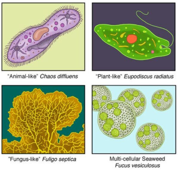 Kingdom Protista Diatoms