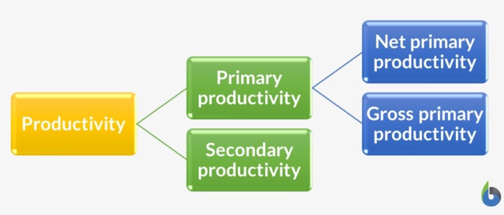Primary Productivity Biology