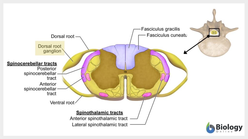 Dorsal Root Ganglion Function