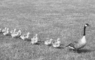 Imprinting Behaviour In Animals Human Imprinting In Birds And The