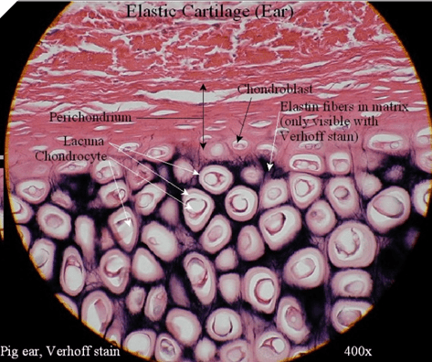 Cartilage Under Microscope Cross Section Human Cartilage Bone Under