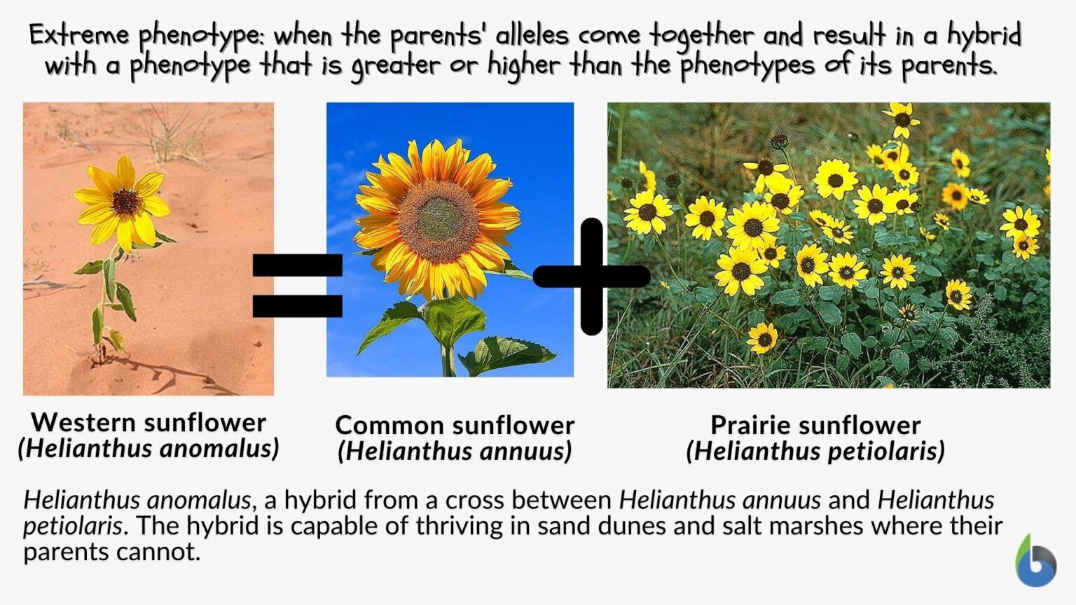Phenotype - Definition and Examples - Biology Online Dictionary