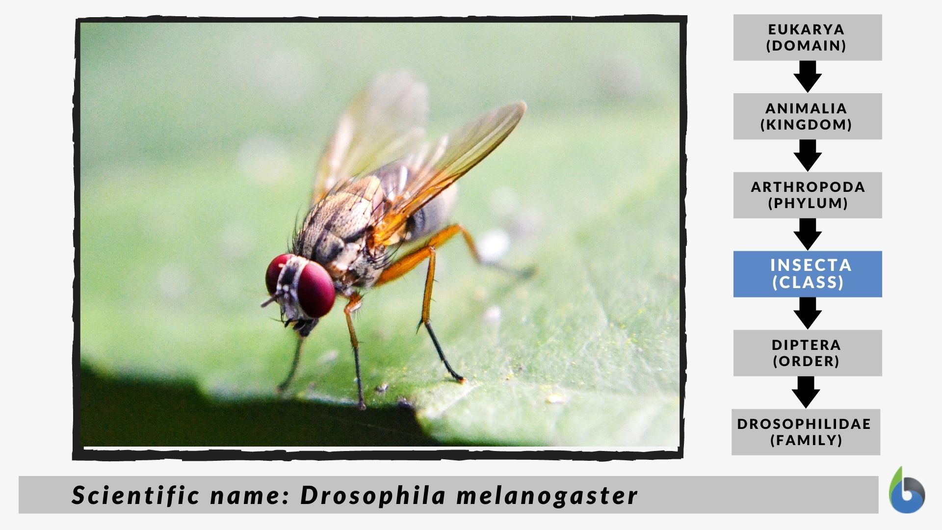 Class Definition and Examples - Biology Online Dictionary