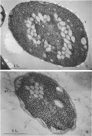 Vacuole Facts Biology Wise