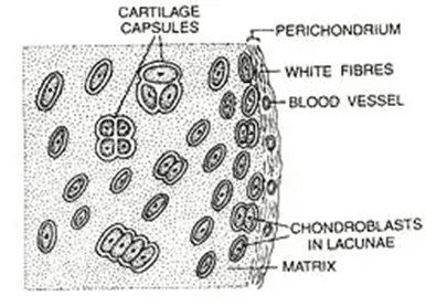 Elastic Cartilage Diagram