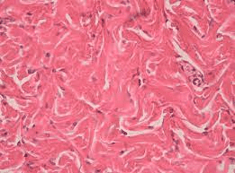 Dense Regular Tissue Under Microscope