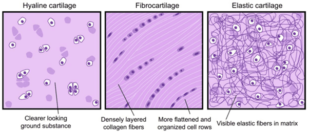Cartilage Anatomy Histology Types And Functions Kenhub