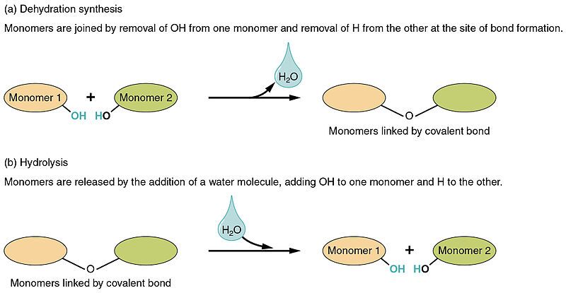 Dehydration Reaction