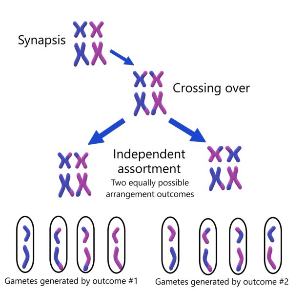 Meiosis Independent Assortment