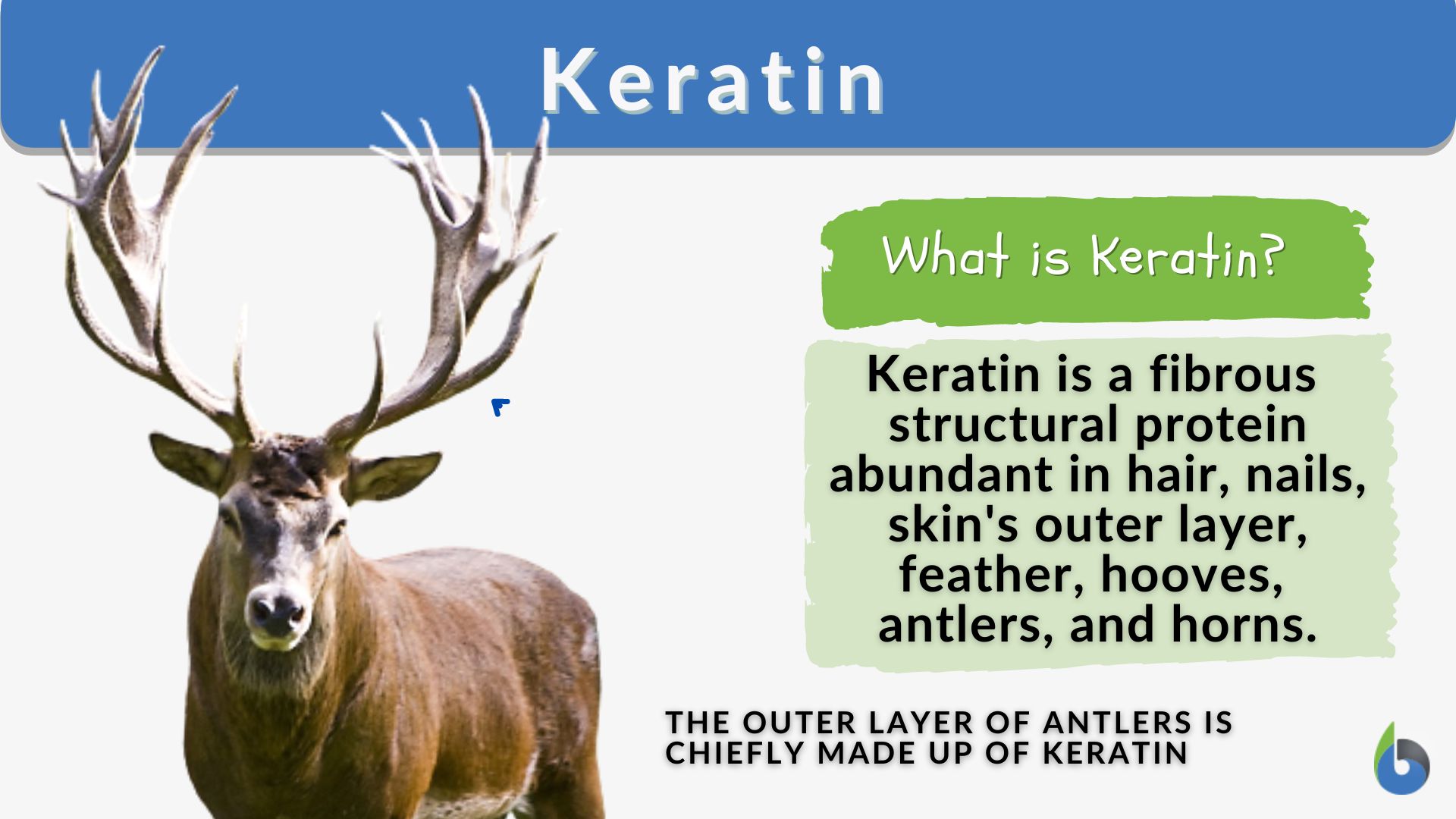 Keratin - Definition and Examples - Biology Online Dictionary