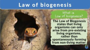 Law of biogenesis - Definition and Examples - Biology Online Dictionary