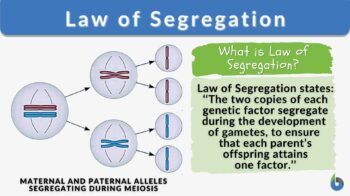 Law Of Segregation Diagram