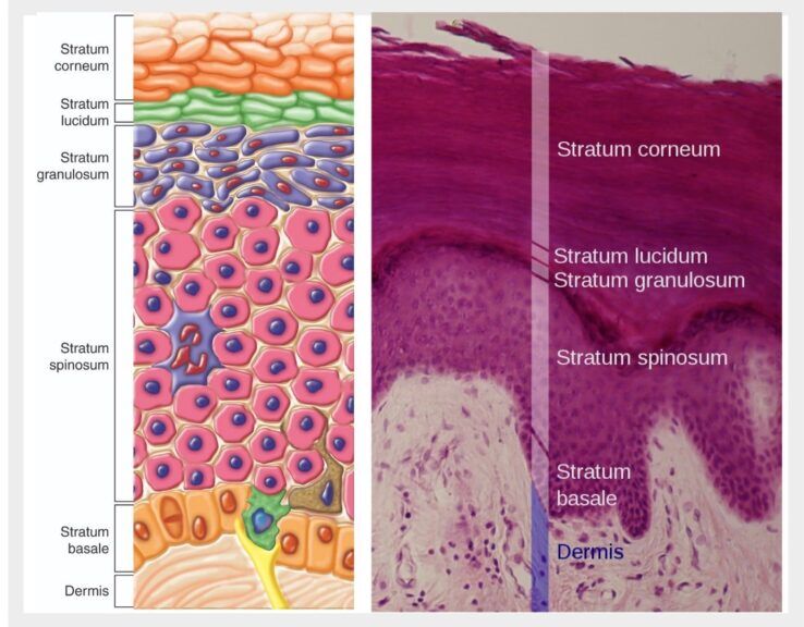 Epidermis Meaning Skin Structure — Science Learning Hub