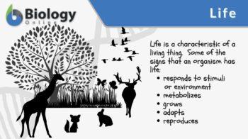 Life Definition and Examples - Biology Online Dictionary