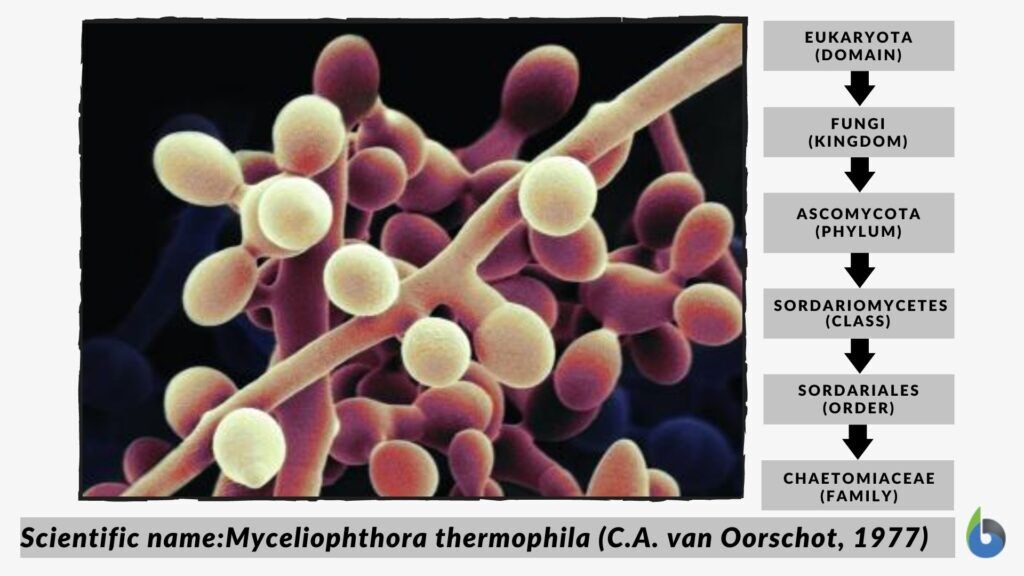 Thermophile