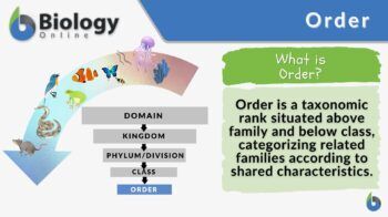 Order Definition and Examples - Biology Online Dictionary