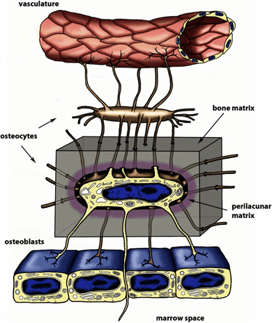 Lacuna Definition and Examples - Biology Online Dictionary