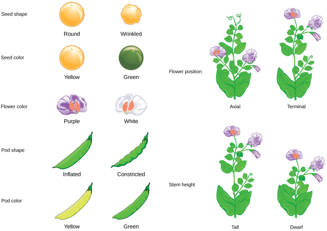 Genetics Worksheet Trait Of The Pea Plant Gregor Mendel | Ask A
