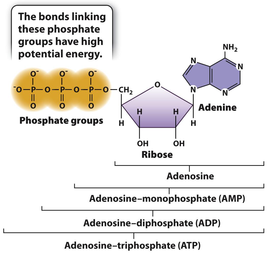 Phosphate Group Diagram