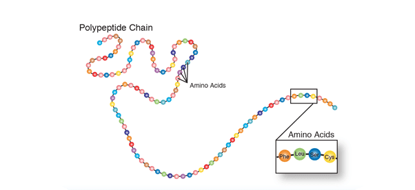 Simple Polypeptide Structure