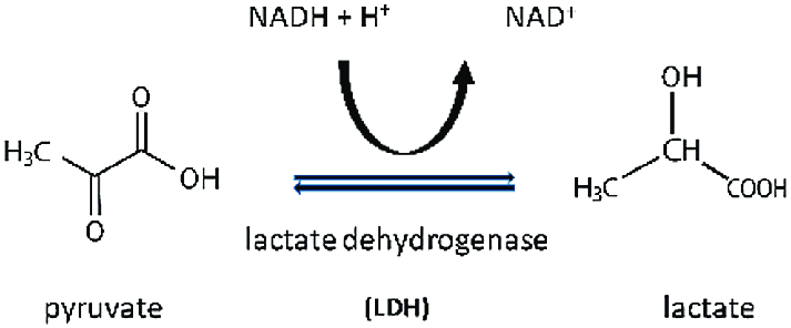 Pyruvate To Lactate