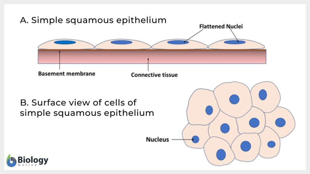 Simple Squamous Epithelium Tissue Epithelial Tissues Types,