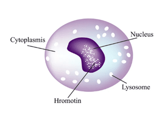 Monocytes Diagram