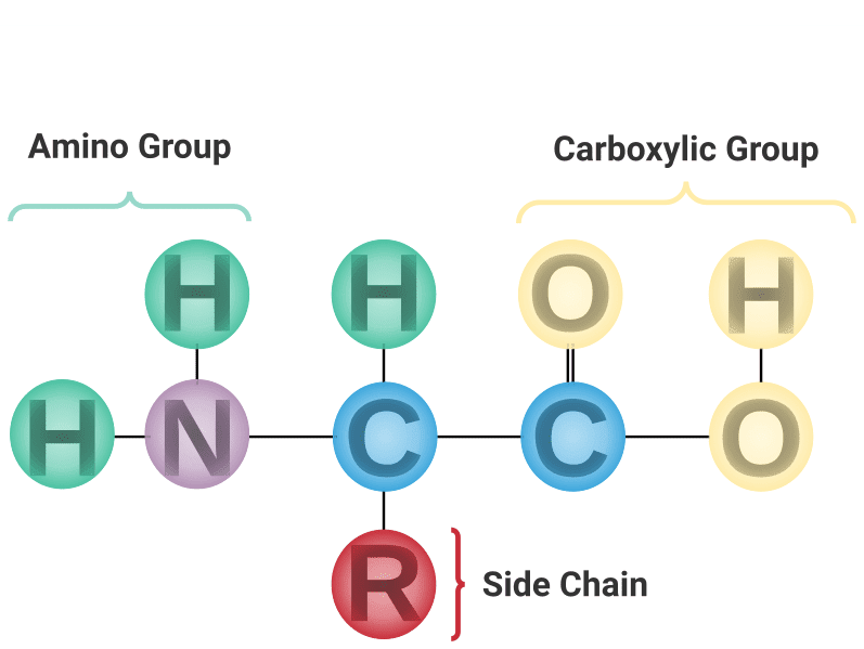 Simple Polypeptide Structure