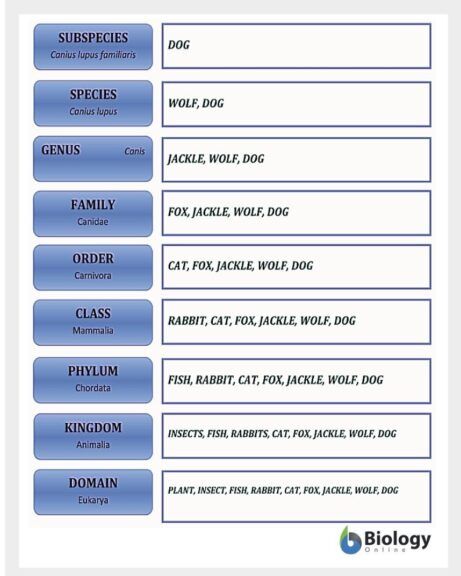 Animal Classification Chart Kingdom Phylum Class Order Family Genus Species