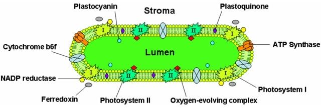 Chlorophyll Definition and Examples - Biology Online Dictionary