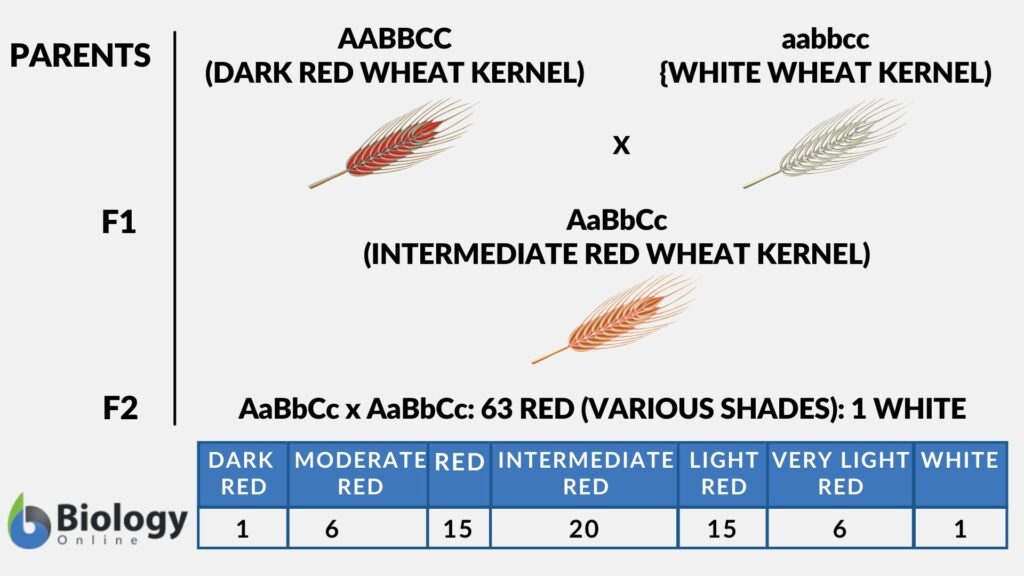Polygenic inheritance - Definition and Examples - Biology Online Dictionary
