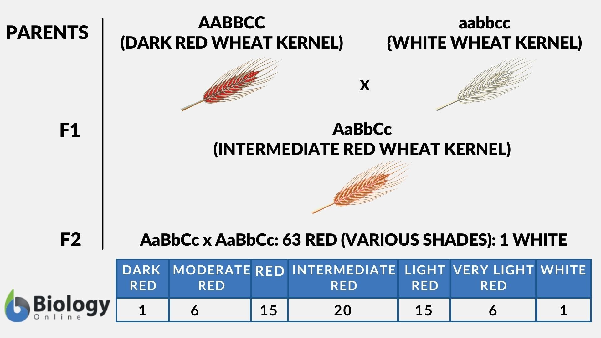Polygenic inheritance - Definition and Examples - Biology Online Dictionary