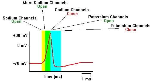 Ion Movements At Resting Potential Mastering Biology Mastering Biology