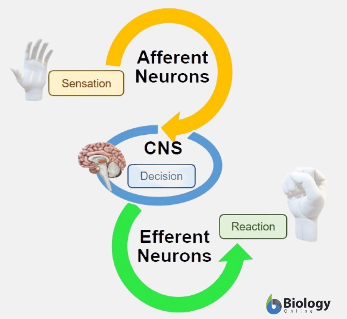 Efferent Pathway