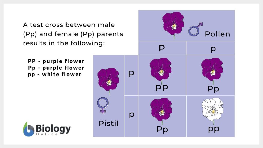 Allele Biology Example
