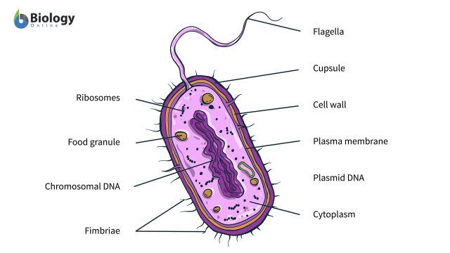 Draw A Well Labelled Diagram Of A Typical Bacteria Cell Structure ...