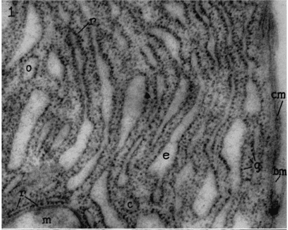 Ribosome Definition and Examples - Biology Online Dictionary