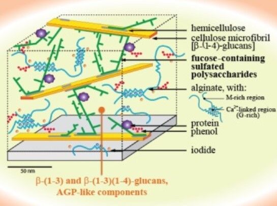 Cell wall Definition and Examples - Biology Online Dictionary