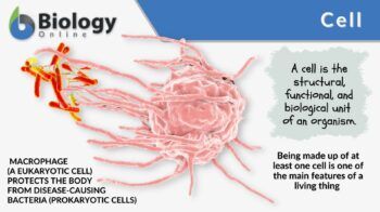Cell - Definition and Examples - Biology Online Dictionary