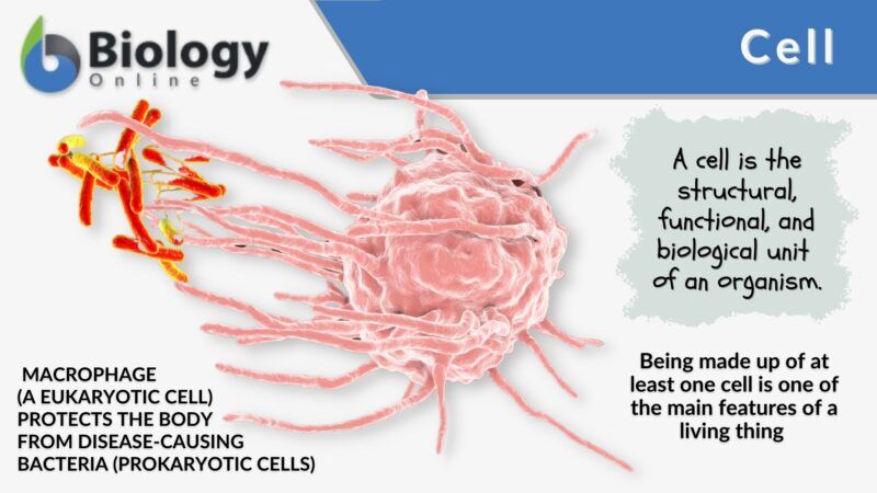 Cell - Definition and Examples - Biology Online Dictionary