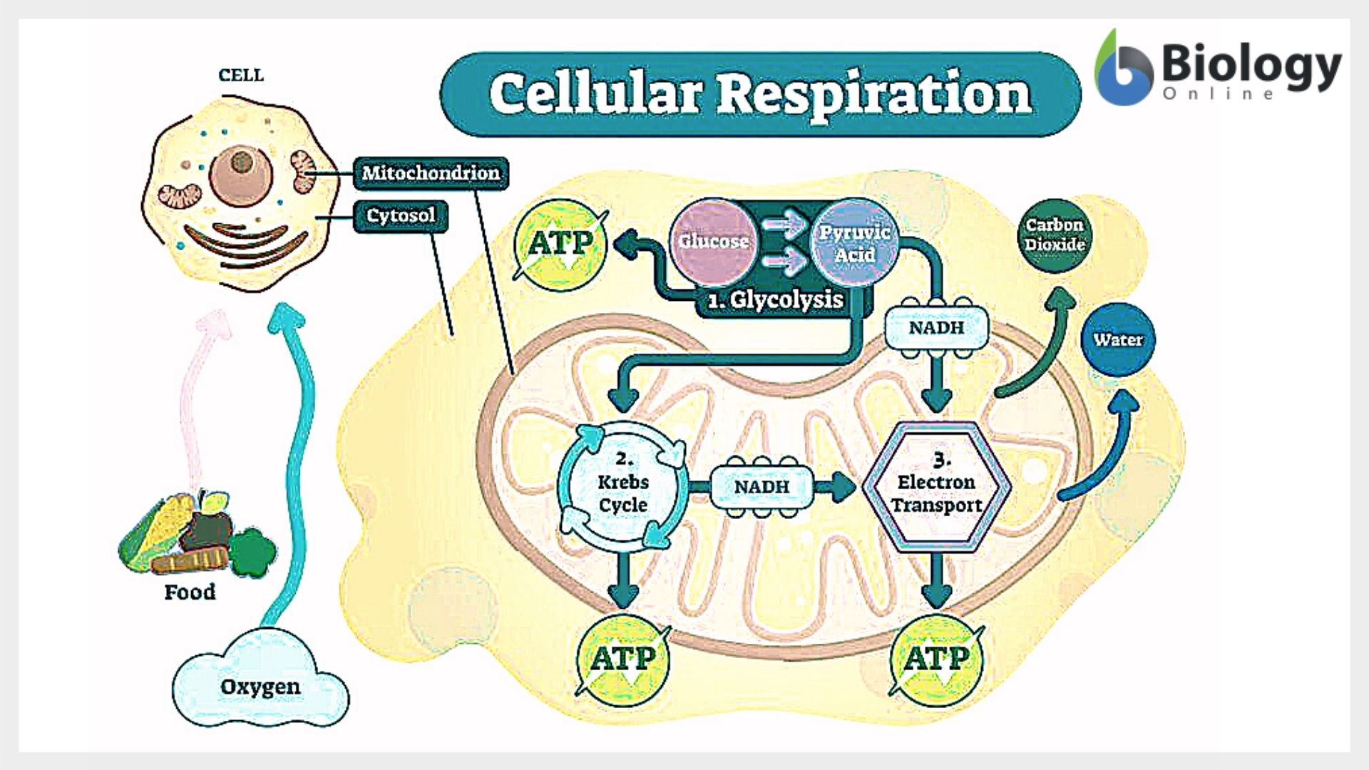 Krebs cycle - Definition and Examples - Biology Online Dictionary
