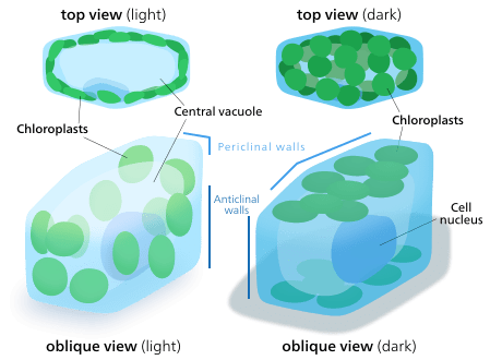 Vacuole - Definition and Examples - Biology Online Dictionary