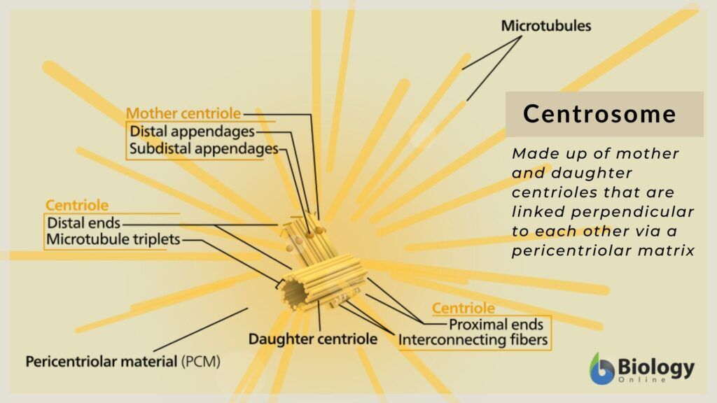 Microtubules Definition