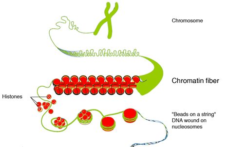 Chromatin Picture