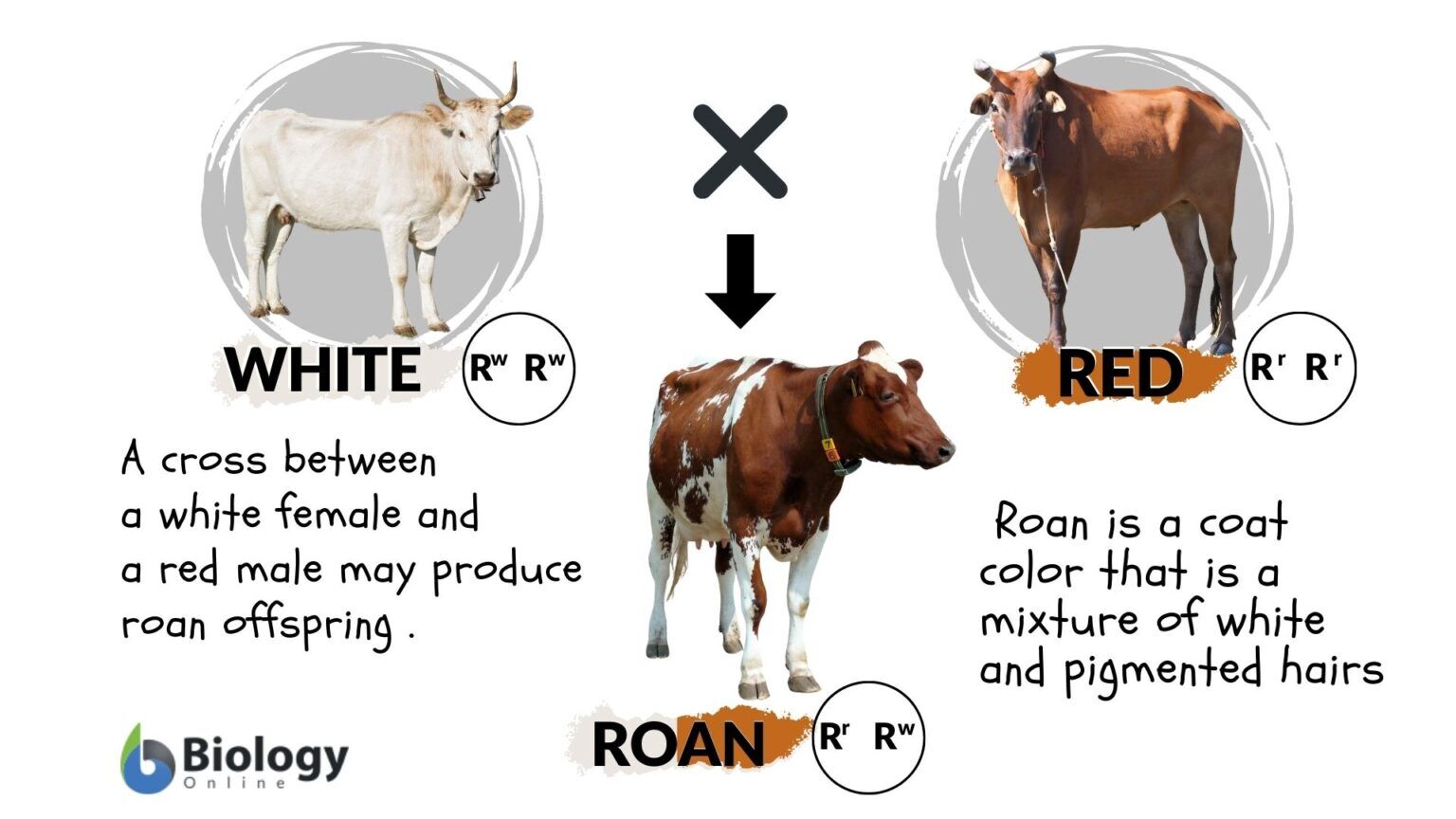 Dominant Definition and Examples - Biology Online Dictionary